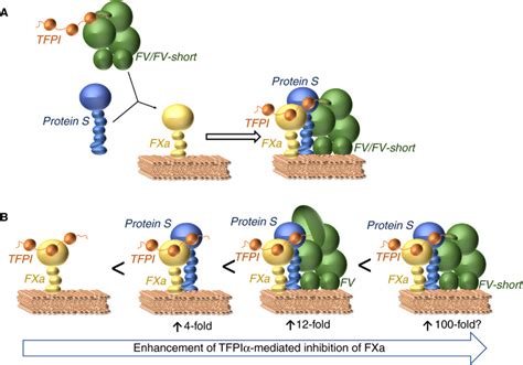 Anticoagulant Protein S—new Insights On Interactions And Functions