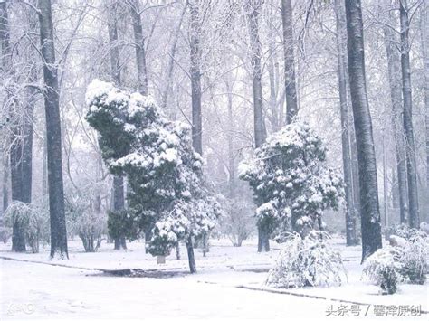 宵深夜寒風雪狂葉落枝空知音難 每日頭條