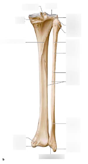 Diagramma Anatomia 1 Tibia E Fibula Visione Posteriore Quizlet