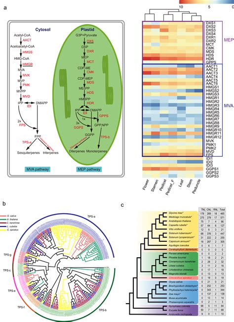 Evolution And Expansion Of Terpene Synthase Genes And Contraction Of R