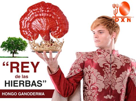 ¿ Qué Es El Ganoderma