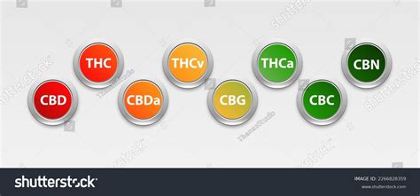 Cannabinoid Guide Infographic Chart Show Main Stock Vector Royalty