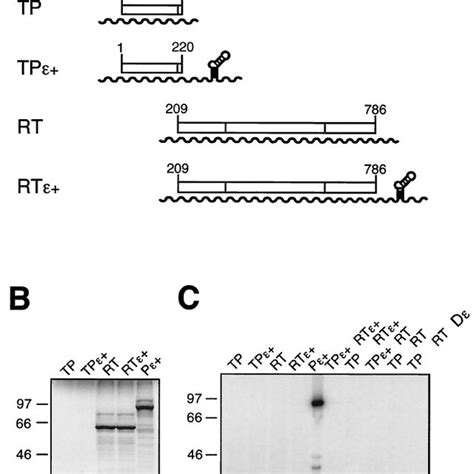 Alignment Of Rnase H Domains Of Dhbv Hbv And Hiv 1 Rts The Alignment