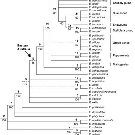 6 A 50 Percent Majority Rule Consensus Tree Based On Coding Nodes From Download Scientific