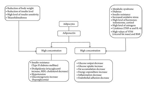 Adiponectin Concentration Dependent Activity Download Scientific Diagram