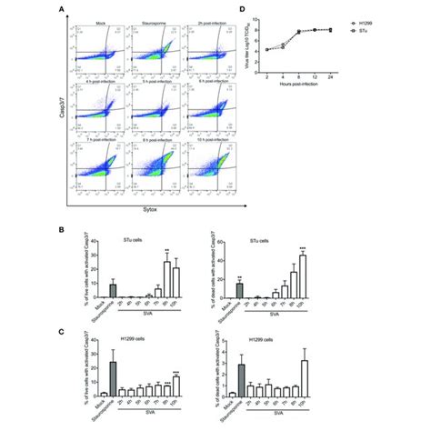 Activation Of Caspases 37 Casp 3 7 During Sva Infection A