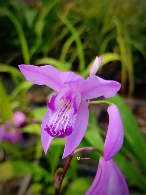 Bletilla Striata Rosea Japanska Orhideja Vrtlarija Kalići Opg Davor Cetina