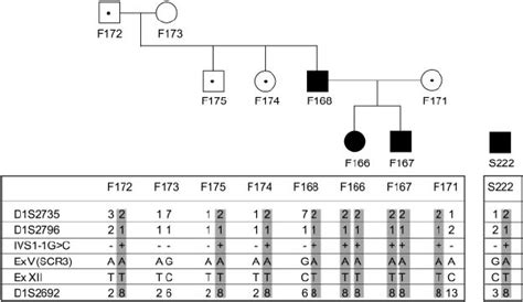 Haplotype Analysis On Markers Flanking MCP Gene Of Family No 099 And Download Scientific