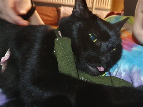 Totally Disconnected From The Server Rblackpussy