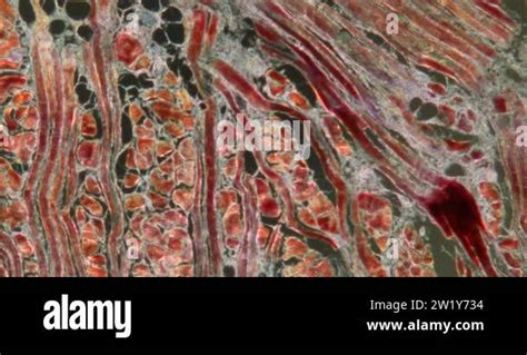 Tongue Of The Cat With Papillae At High Magnification In Darkfield Under The Microscope 100x