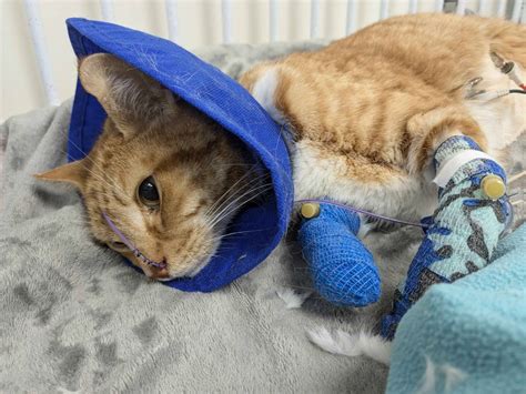 Tmnt 2012 Headcanons On Tumblr