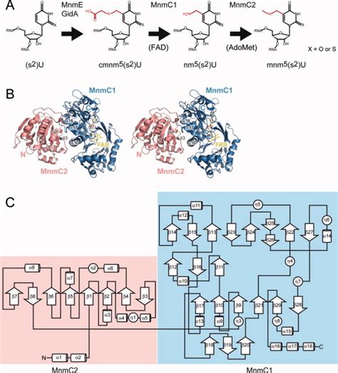 Crystal Structure Of The Bifunctional Trna Modification Enzyme Mnmc