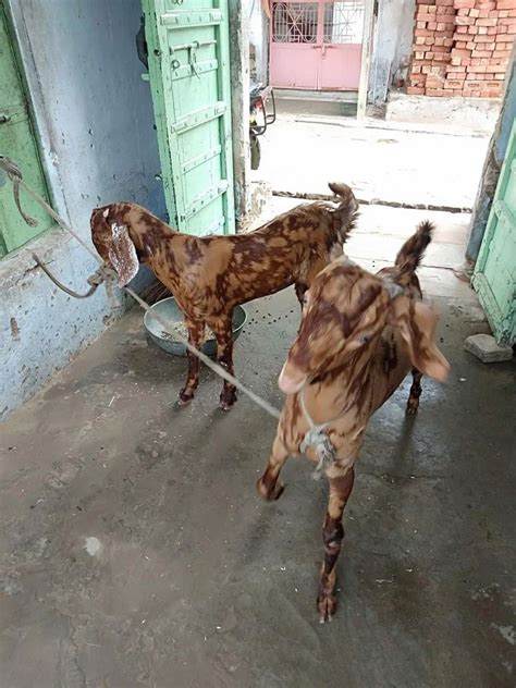 3 4 Unisex Sirohi Goat Weight 15 20 At Rs 230 Kg In Ajmer ID