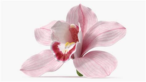 Hybrid Orchid Pink 3d Model 39 3ds Blend C4d Fbx Max Ma Lxo