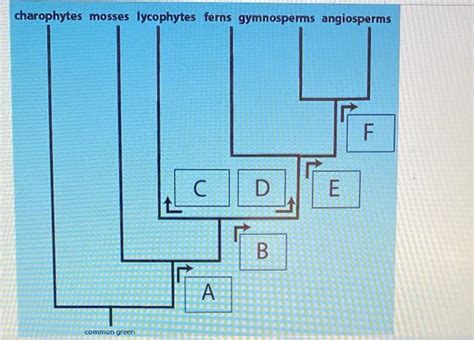 Solved E Gymnosperms And Angiosperms Begin Tabular Ll