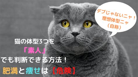 猫の体型を素人でも判断できる方法を詳しく解説！肥満と痩せは猫にとって危険 猫と生き笑うためのブログ