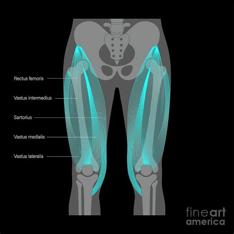 Quadriceps Muscle Anatomy Photograph By Pikovit Science Photo Library