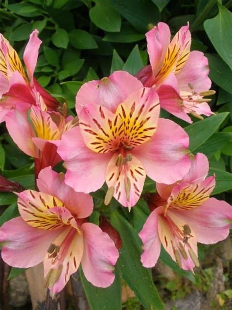 Astromélia: +60 Flores Lindíssimas, Cores e Como Cuidar!
