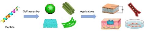 Self‐assembling Peptide‐based Functional Biomaterials Huo 2023 Chembiochem Wiley Online