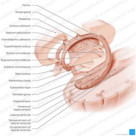 Fornix Of The Brain Anatomy And Functions Kenhub