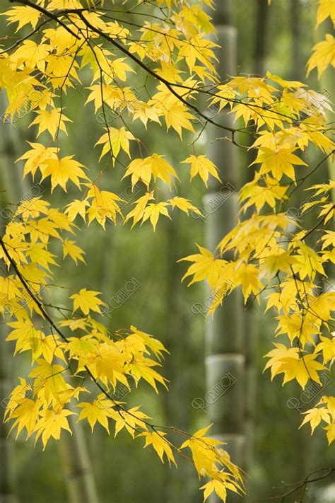 紅葉 秋 竹林 竹 嵯峨野 黄葉 京都 近畿 写真 アールクリエーション