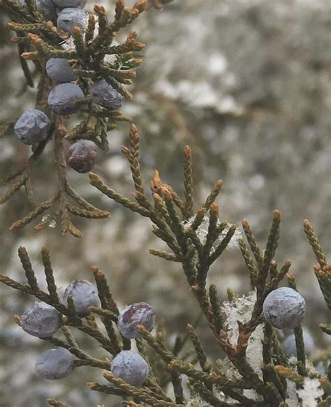 Eastern Red Cedar Msd