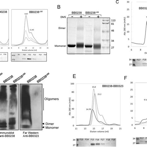 Homo And Hetero Oligomerization Of Bb0323 And Bb0238 In The Presence Download Scientific
