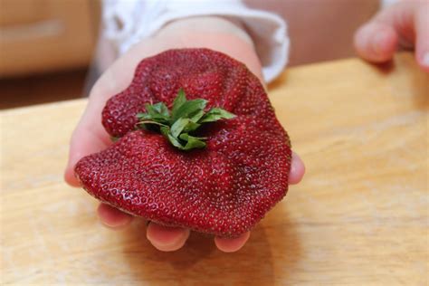 Attack Of The Killer Strawberry Motherhood And More