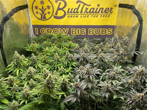 Growing Big Bud Strain