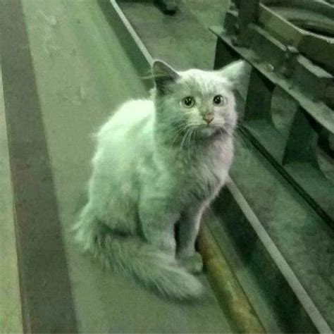 Dmitry Melnikov Youtube