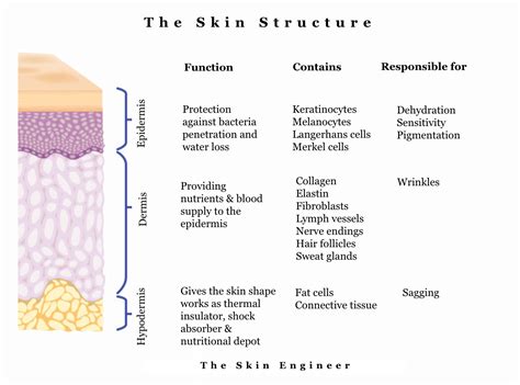 Skin Structure And Its Functions