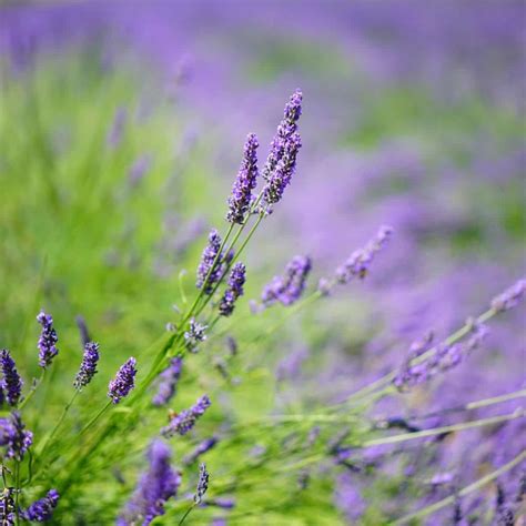 10 Lavender Flower Meanings And Symbolism Simplybeyondherbs