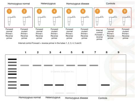 What Is Arms Pcr Or Allele Specific Pcr