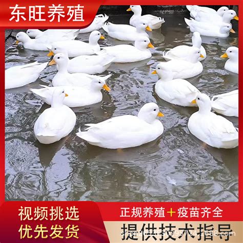 宠物s级柯尔鸭活体网红成年科尔鸭可下蛋繁殖幼苗活物纯种正品 阿里巴巴