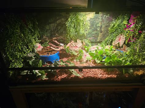 Ball Python Daynight Cycle Enclosures And Setups Morphmarket Reptile