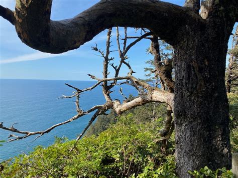 Ocean With Tree Kingfisher Journey Marina Richie