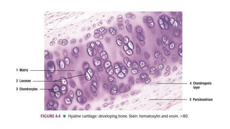 Histology Bone And Cartilage Pptx