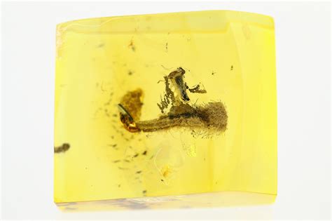 Fossi Hairy Leaf And Mite Acari In Baltic Amber 272170 For Sale