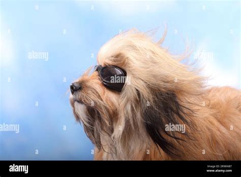 Havanese Bichon Havanais Bichon Habanero Lateral Aviator Glasses