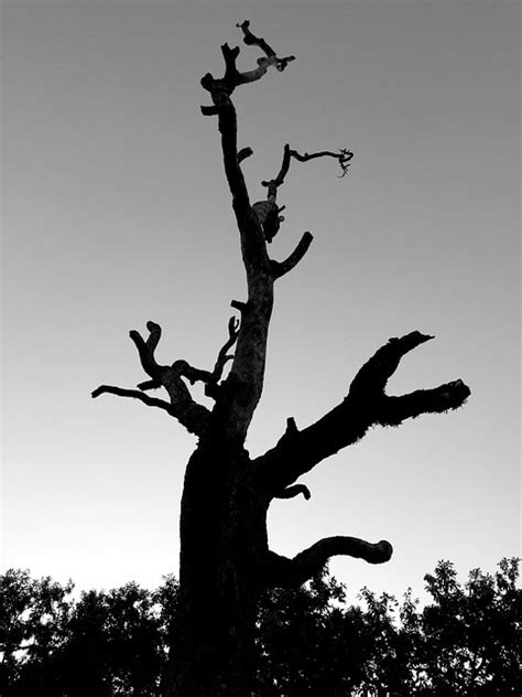Tree Nepal Free Photo On Pixabay Pixabay