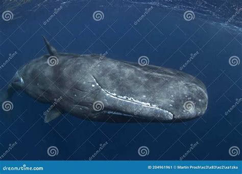 Кашалот (Physeter macrocephalus): особенности, распространение и поведение