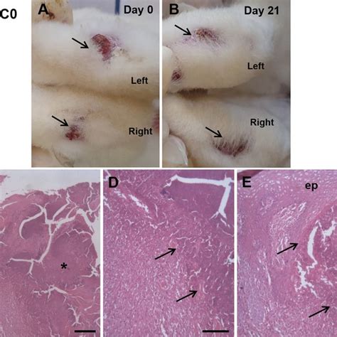 A B Macroscopical View Of The Plantar Face In A Rabbit Breeder In