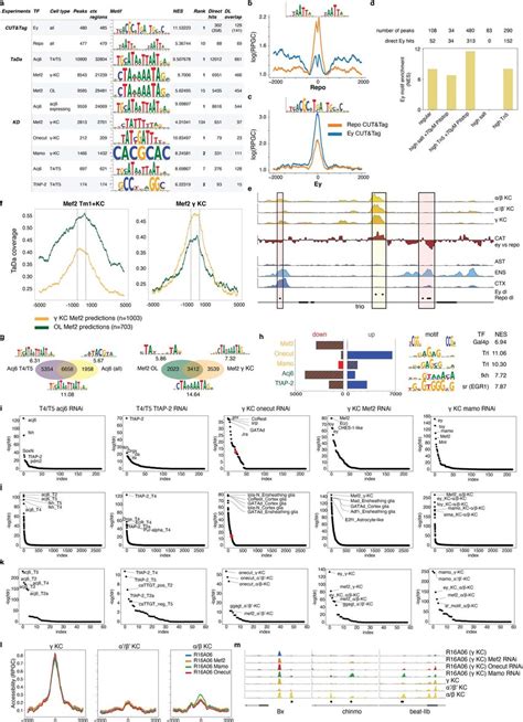 Overview Of TF Binding And Perturbation Experiments A Table Showing A Download Scientific