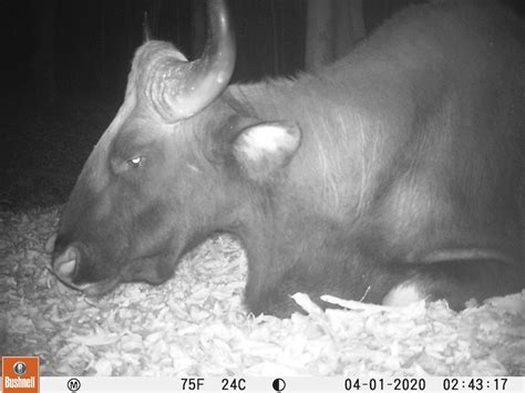 Update ៖ ប្រភេទសត្វកម្រជាច្រើនត្រូវបានរកឃើញមានវត្តមានក្នុងឧទ្យានជាតិវិរៈជ័យក្នុងខេត្តរតនគិរី