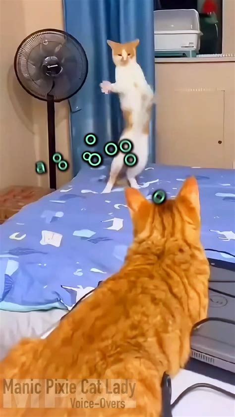 Manic Pixie Cat Lady Always Prepare Quick Credits Cat Unknown Dm To Help Credit Voice