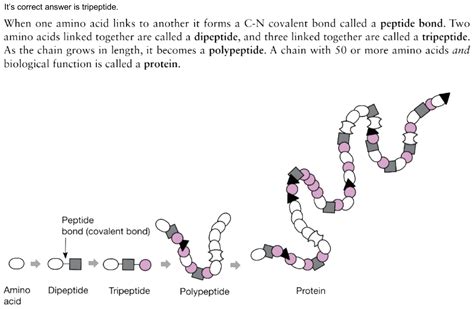 A Chain Of 3 Amino Acids Linked By Peptide Bonds Is Called As A 1 Polypeptide 2 Tripeptide 3