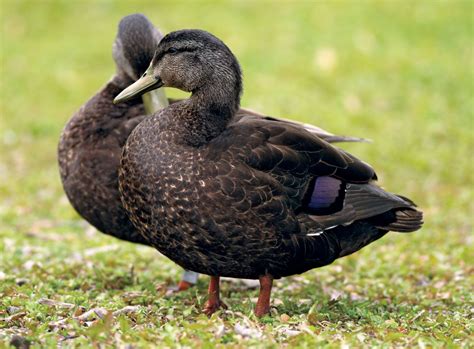 Black Duck Wildfowl Waterfowl Mallard Britannica