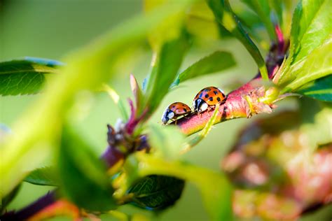 Organic Pest Control Options In San Antonio Tx Apple Pest Control