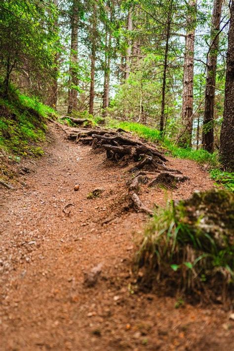 Forest Path In Conifer Forest With Trees Leading Into A Journey Stock