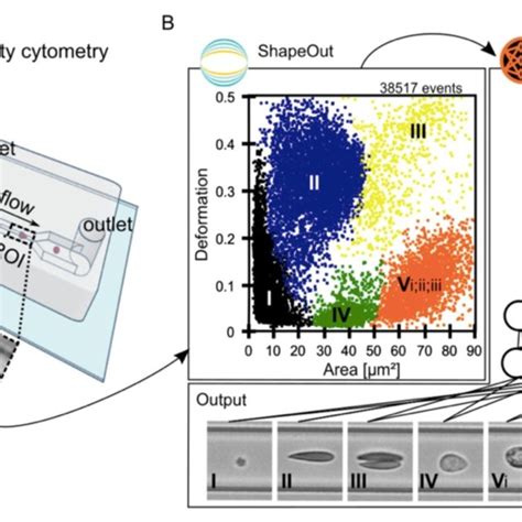 Real Time Deformability Cytometry And Subsequent Ai Based Download